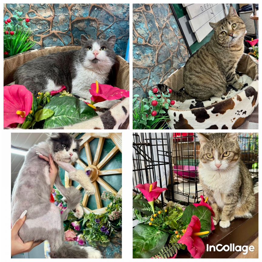 Кошки из приюта в шансе на жизнь
