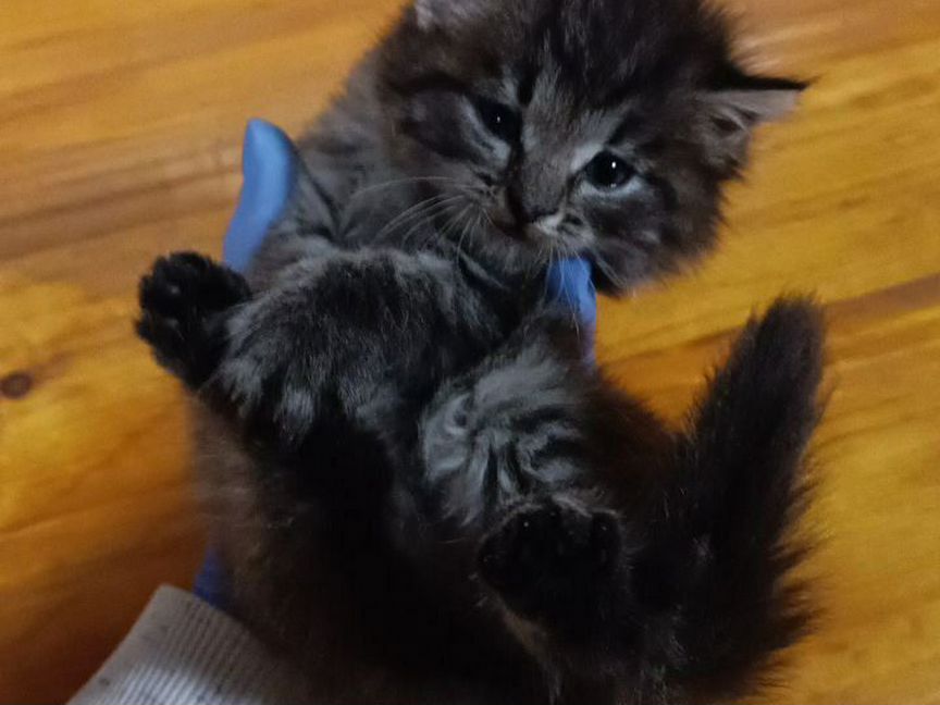 Сибирская +меин-кун