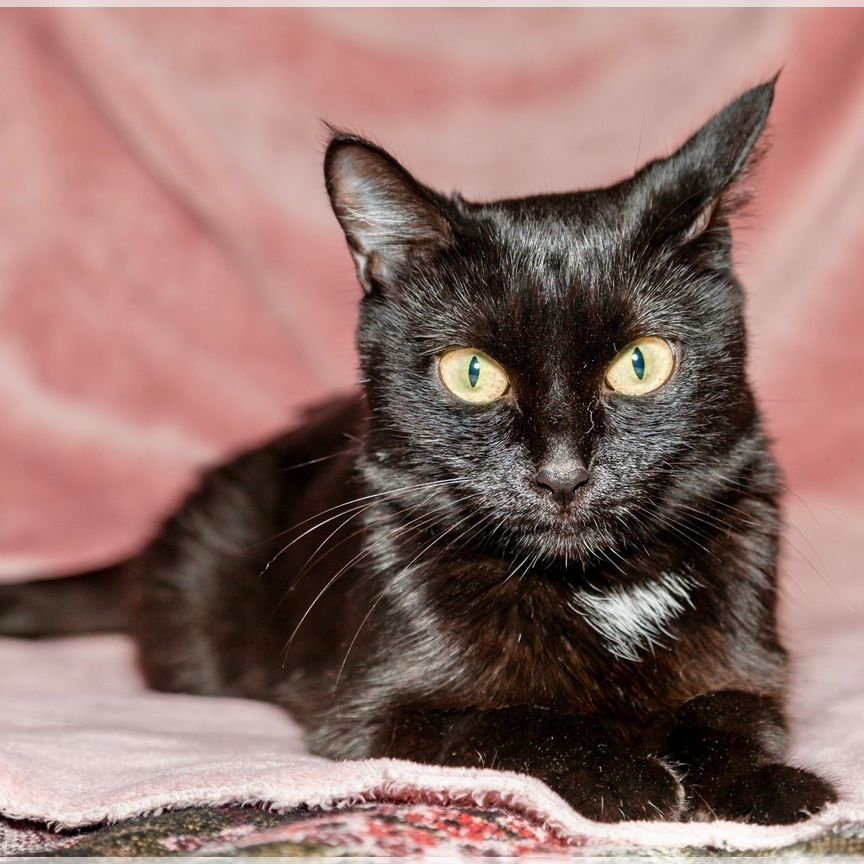 Ориентальная, взрослая кошка