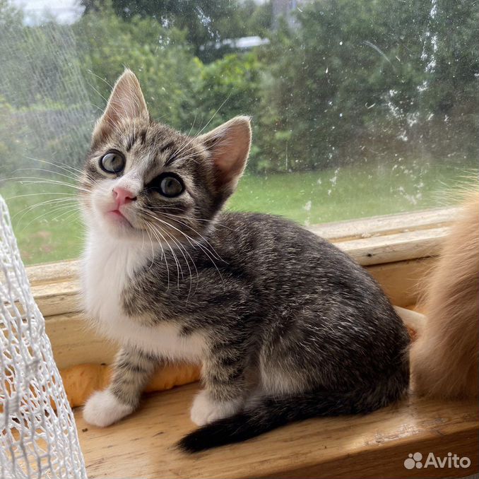 Котенок, полосатая девочка