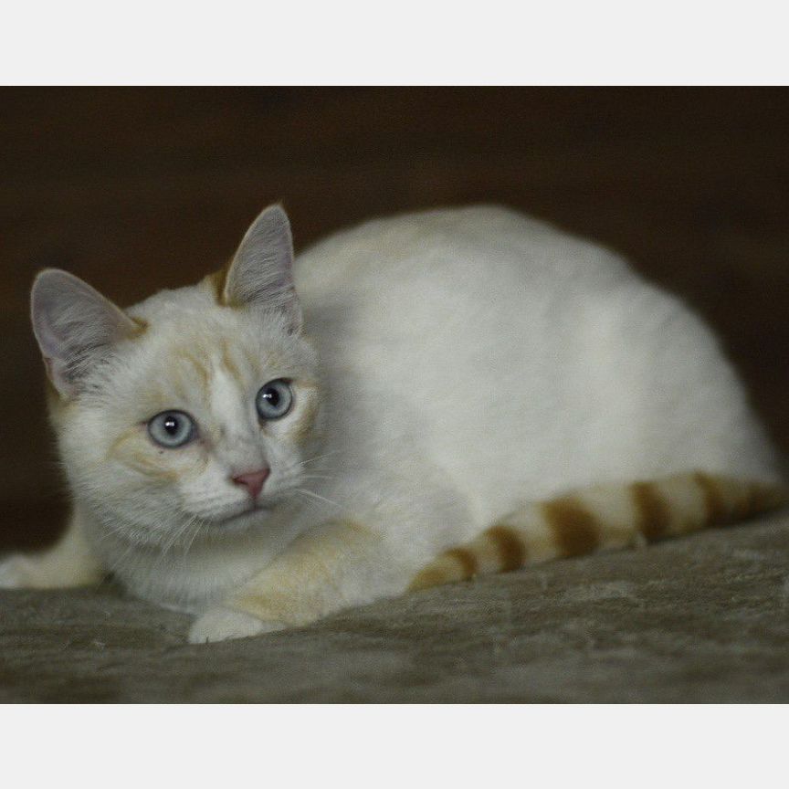 Котенок Луи ищет семью