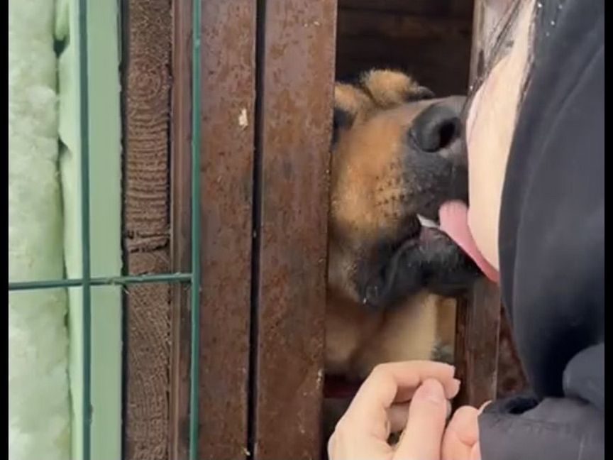 Собака тайгер из приюта