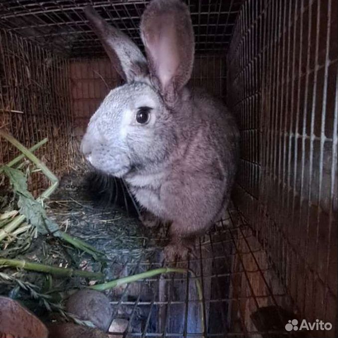 Продам Крола