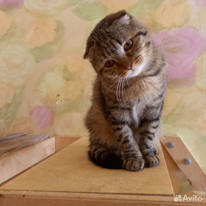 Вислоухие котята, мал. и дев