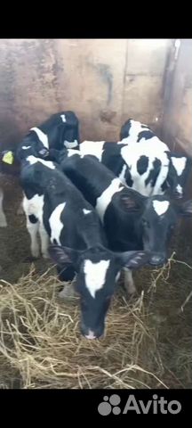 Бычки телята