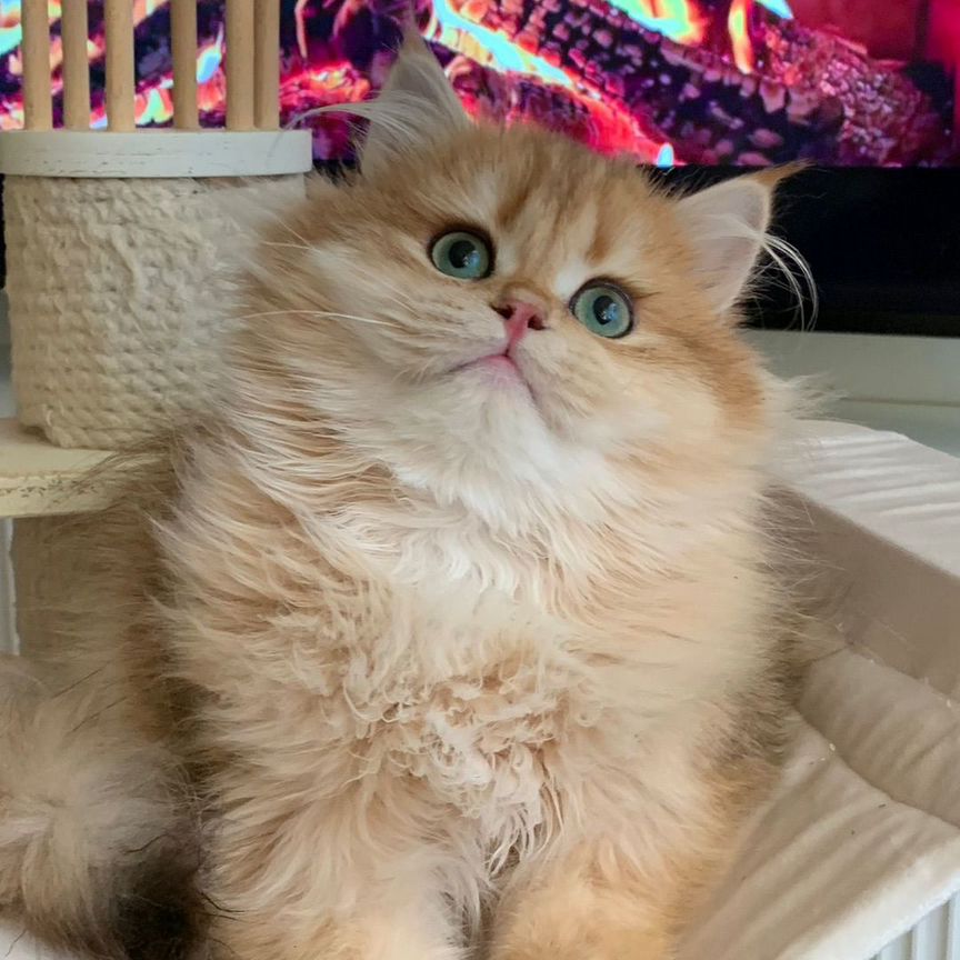 Длинношерстный золотой котик