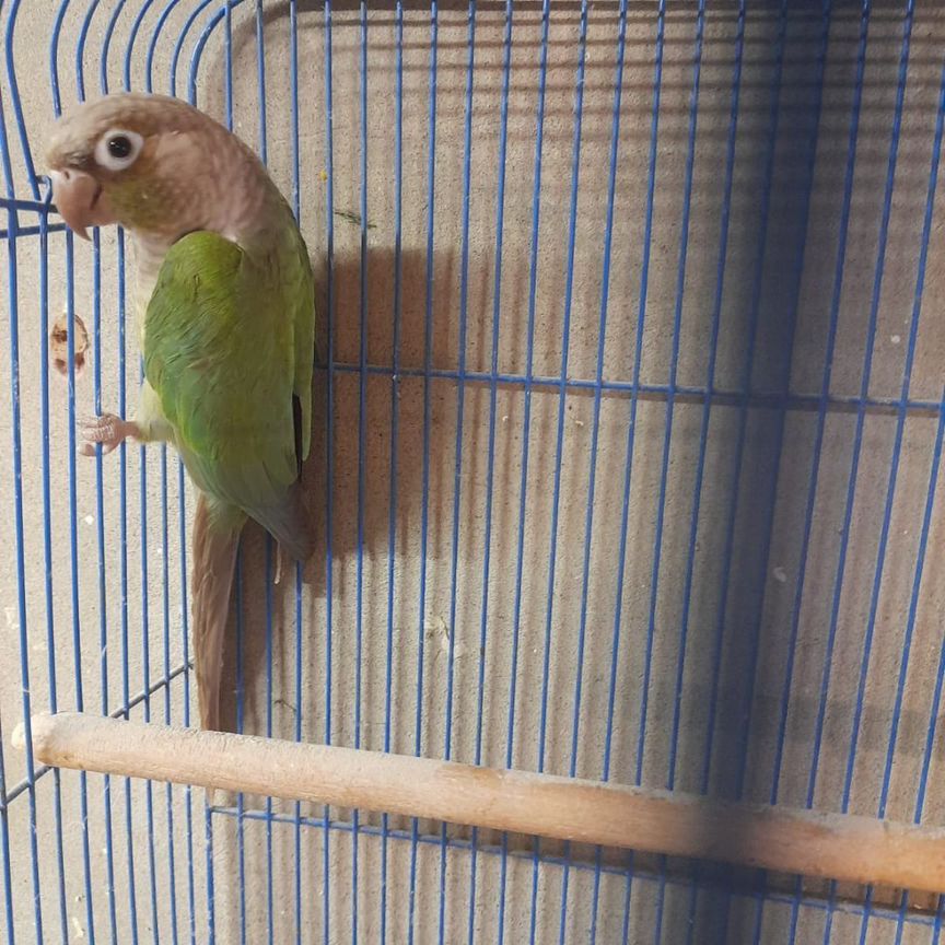 Попугай Перура