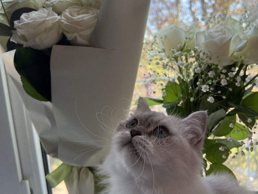 Вязка Шотландская Хайленд-Страйт прямоухая