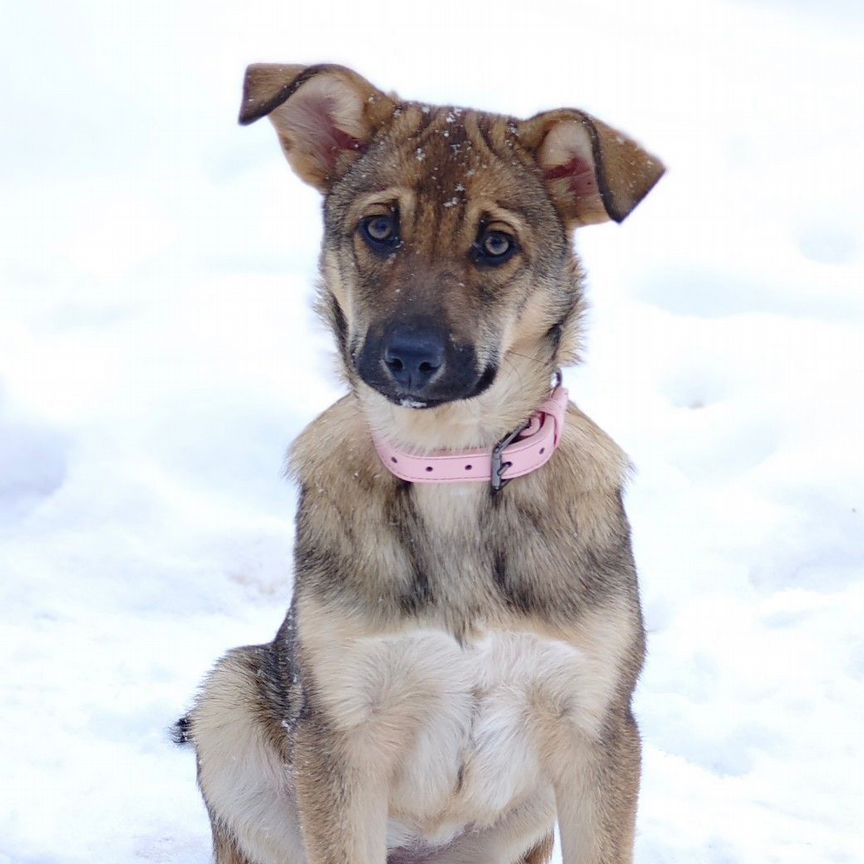 Лея, 4 месяца. В добрые руки