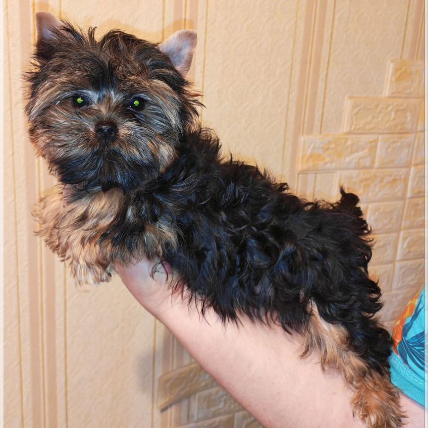 Йоркширский терьер, щенок