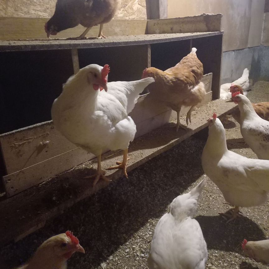 Куры несушки 7 мес зарезервировано на 1 нед