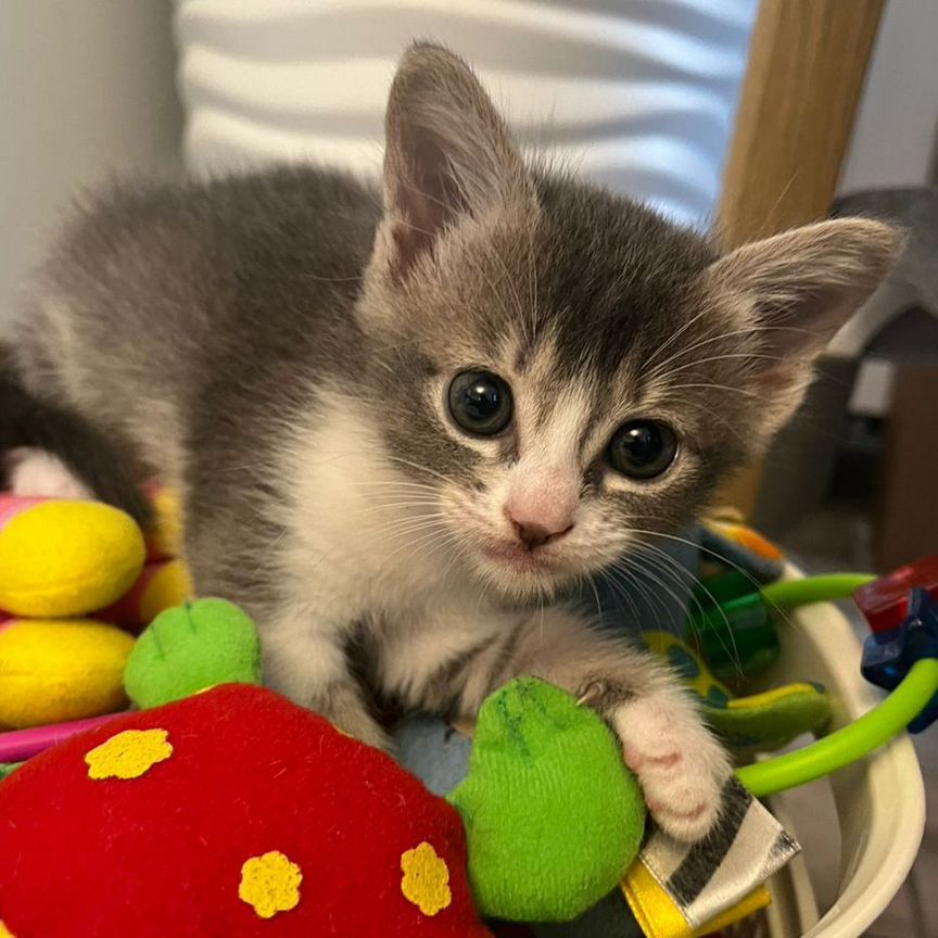 Котята полуабиссинцы