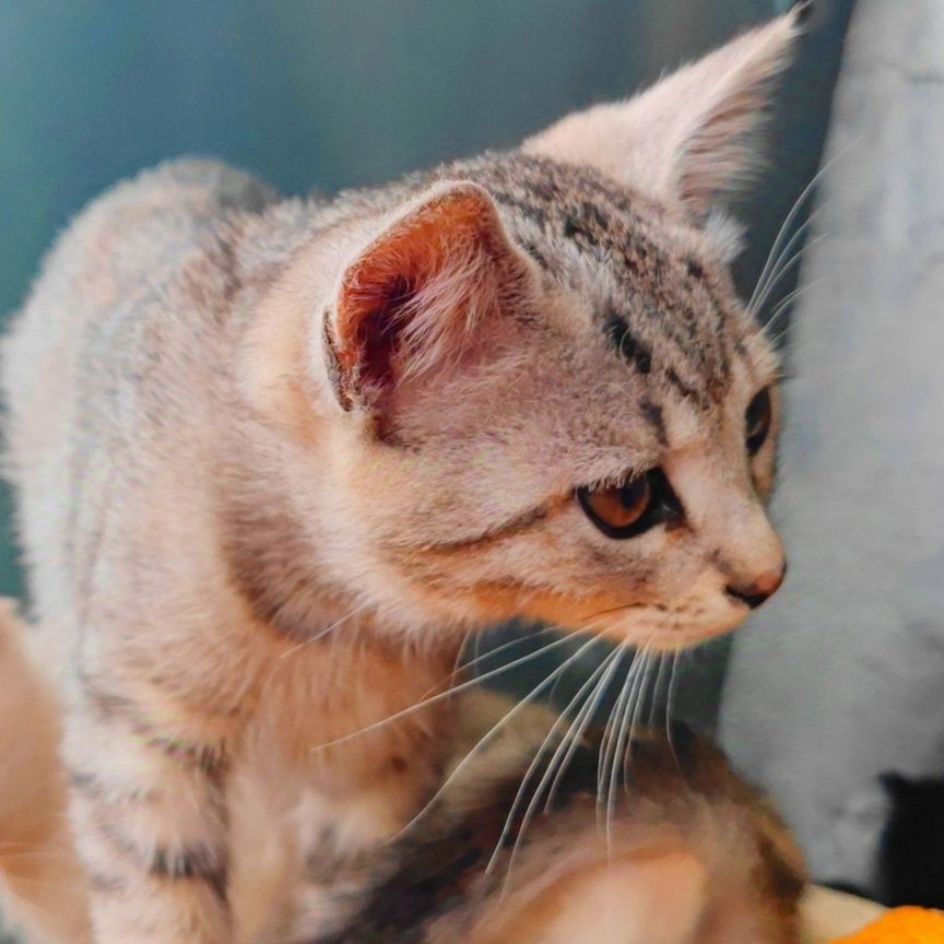 Котенок Кошенька