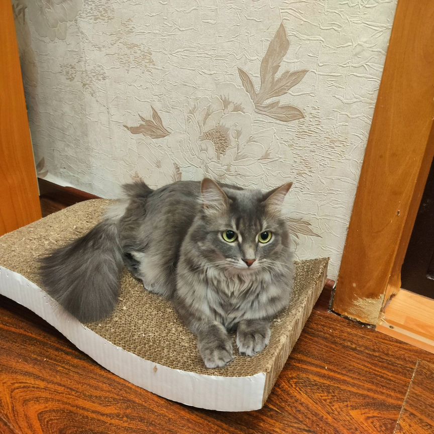 В добрые руки