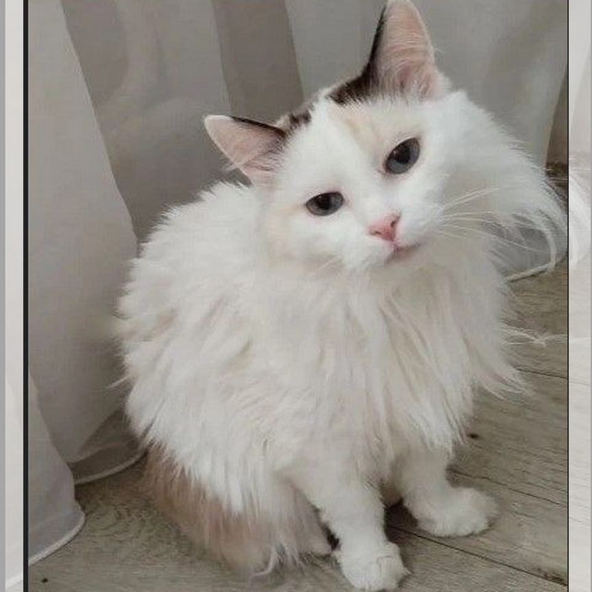 Взрослая, кошка в добрые руки