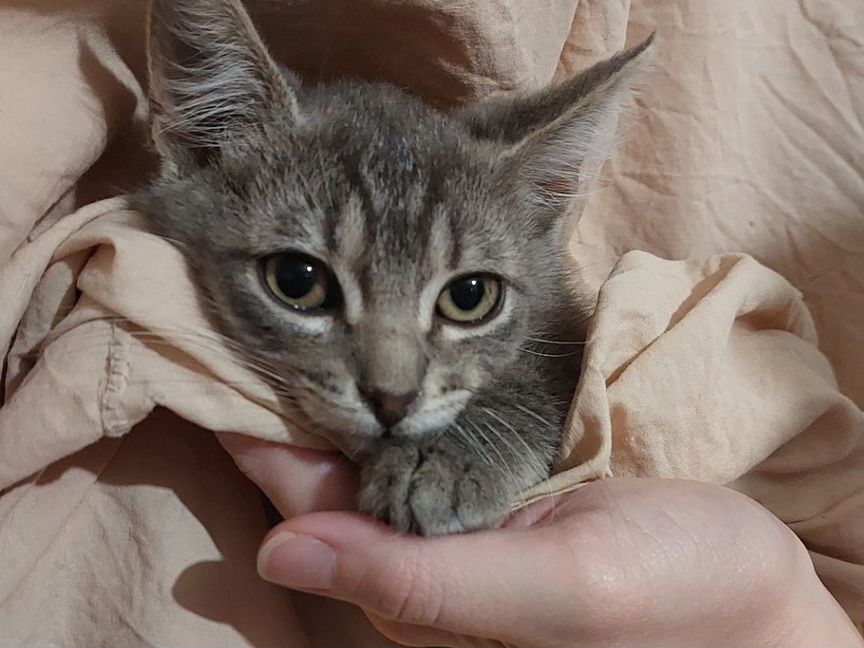 Котёнок Коржик ищет свою семью