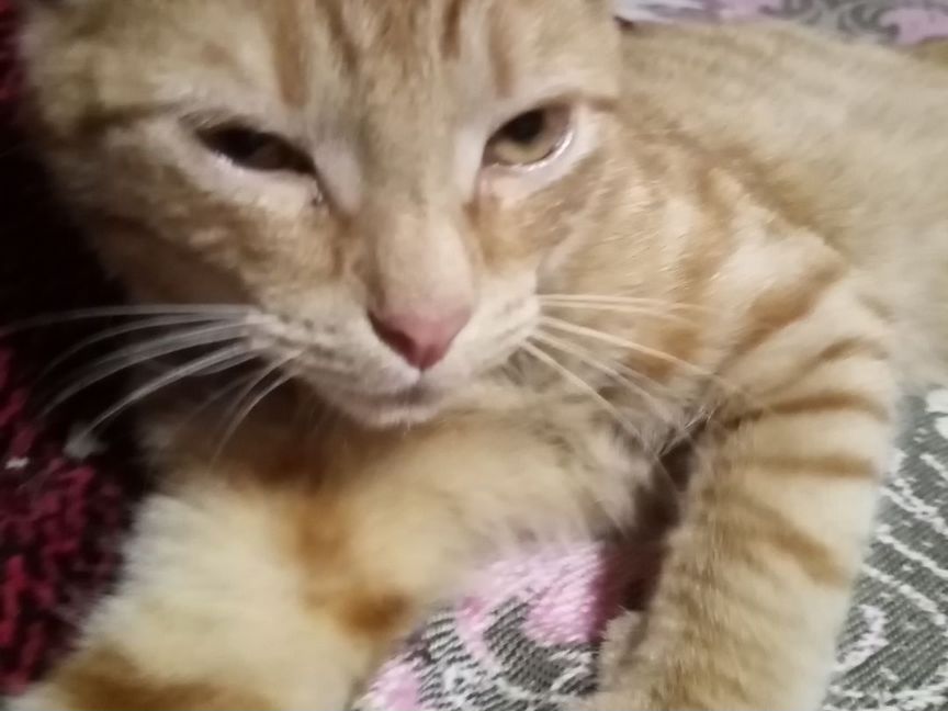 Кот
