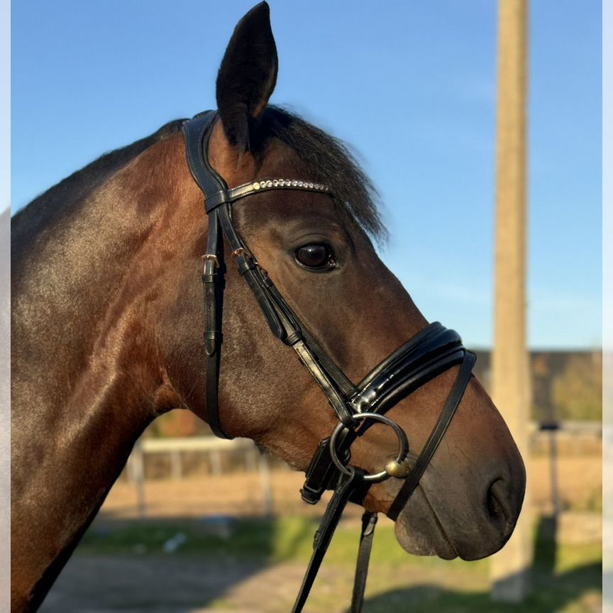 Уздечка для лошади