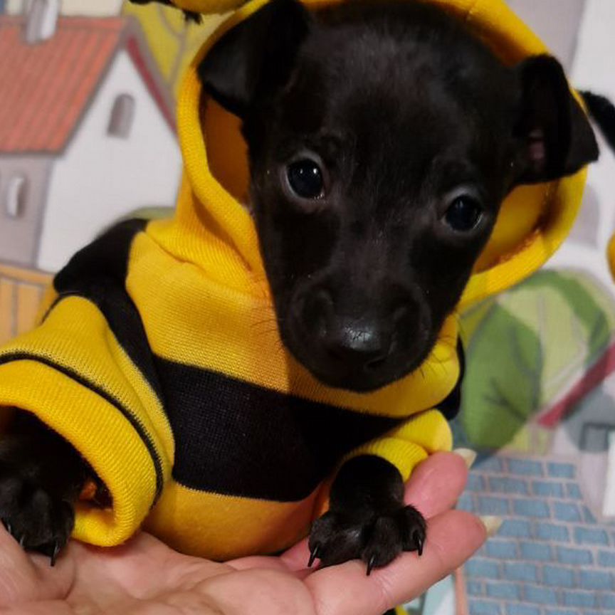 Левретка, щенок