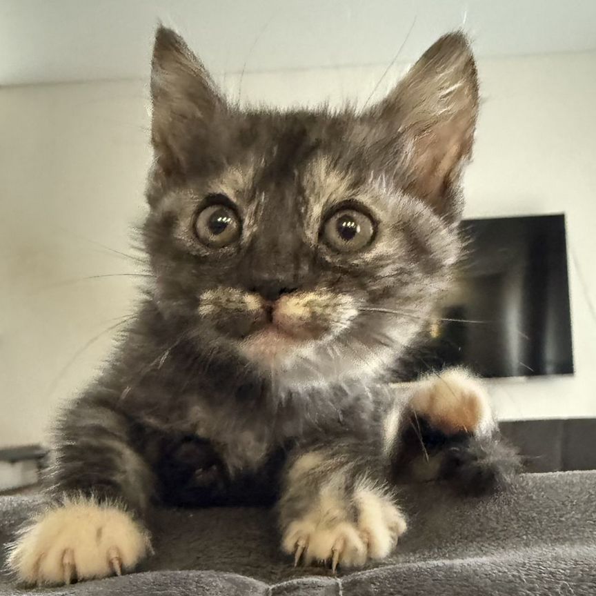 Котенок девочка в добрые руки
