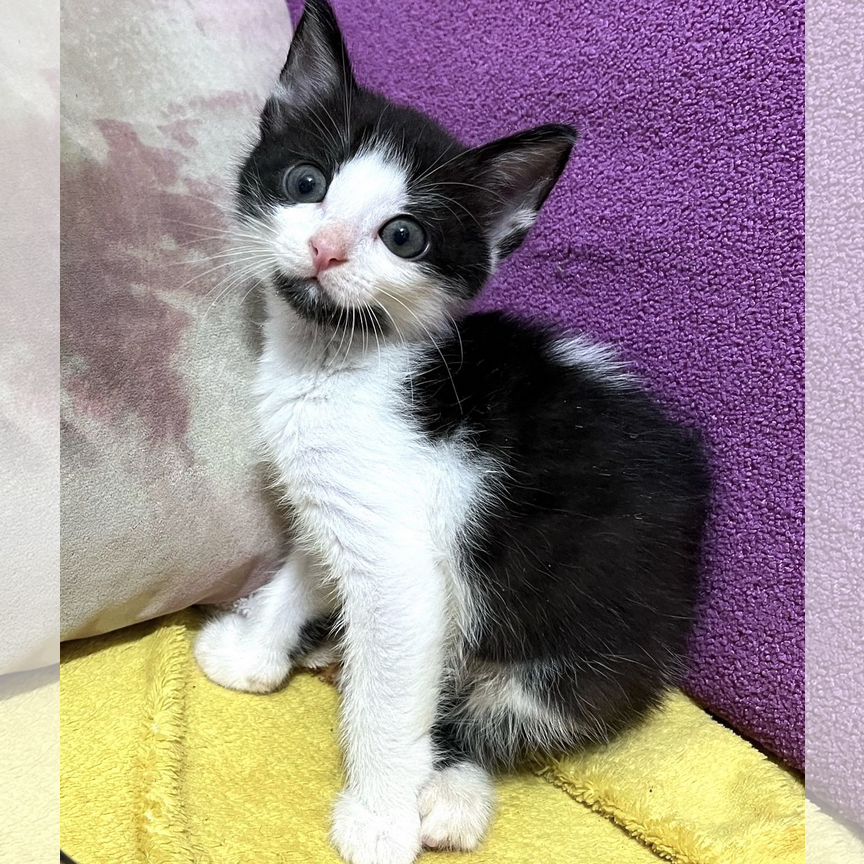Котята ищут Семью