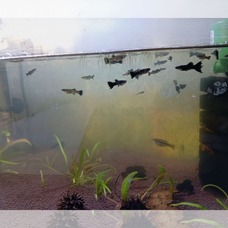 Аквариумные рыбы