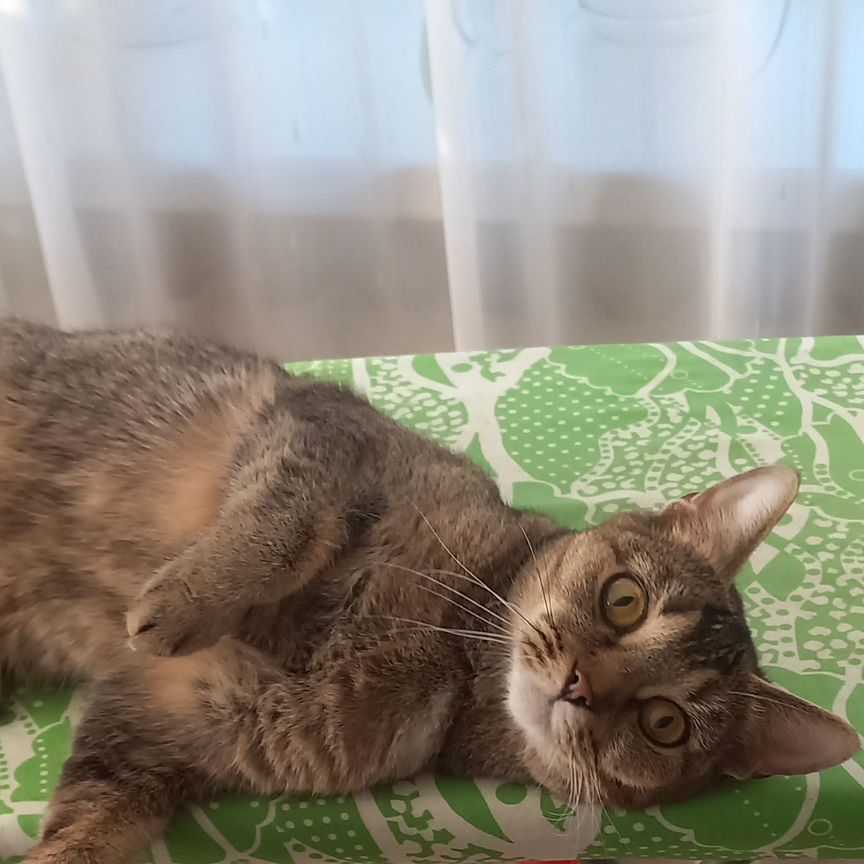 Абиссинская, взрослая кошка