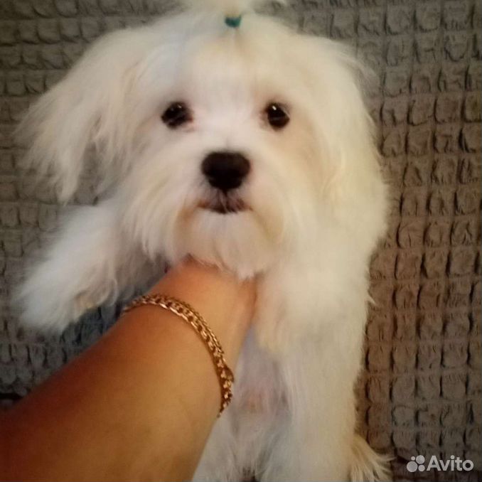 Девочка мальтезе подрощенная с докуменами РКФ