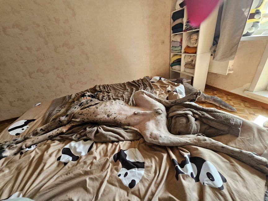 Собака немецкий дог