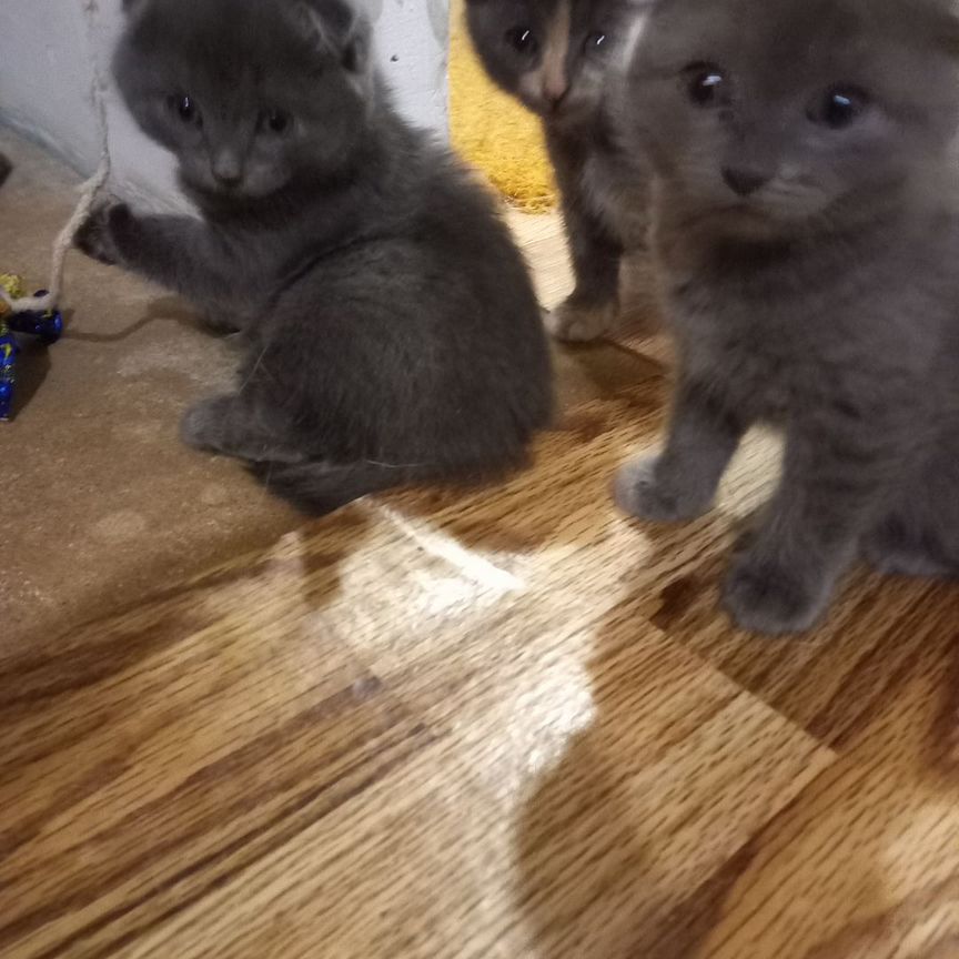 Шотландская