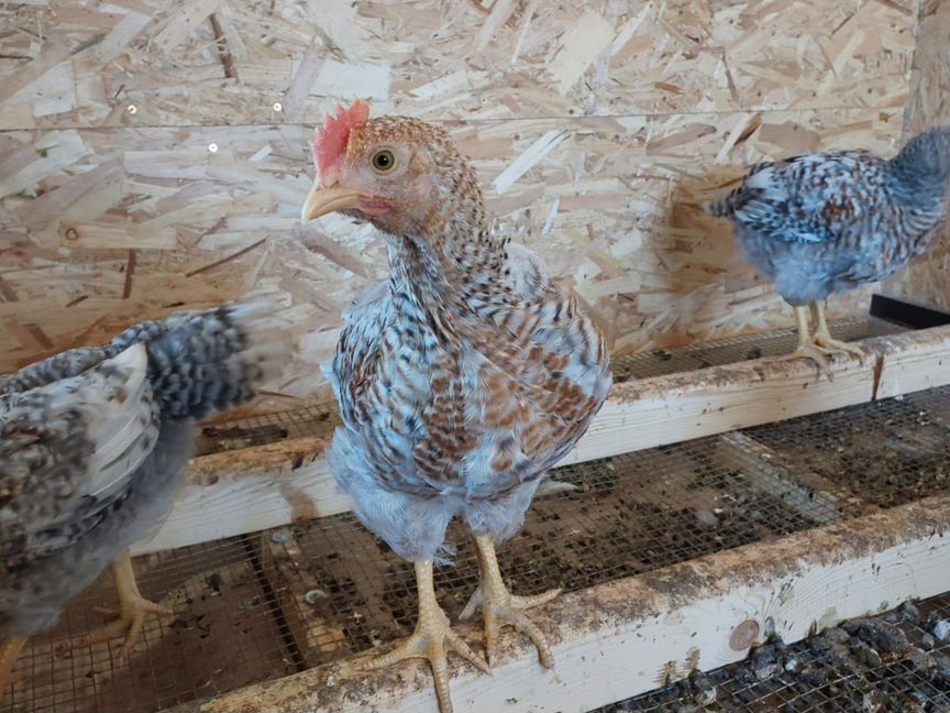 Петушки молодые