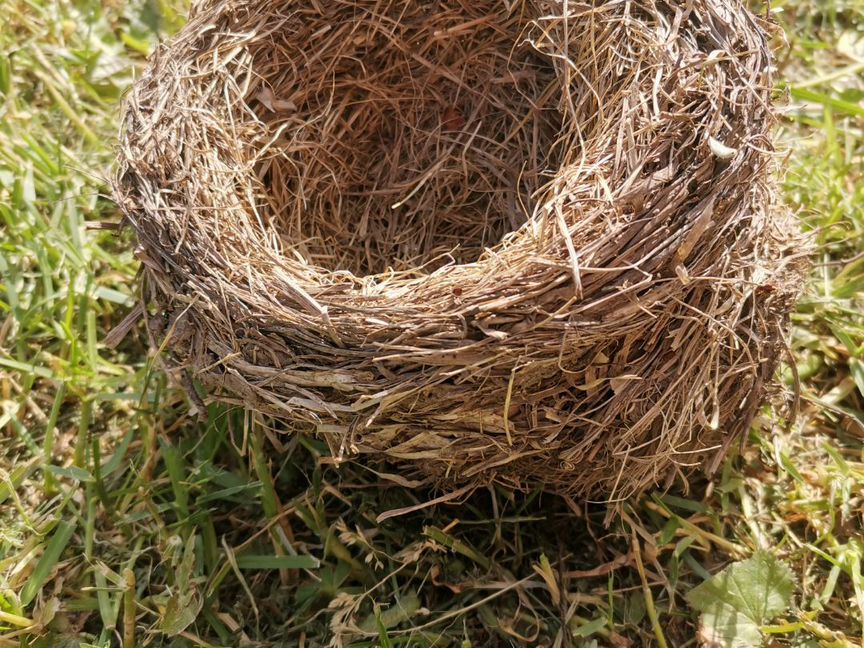 Птичье гнездо природное