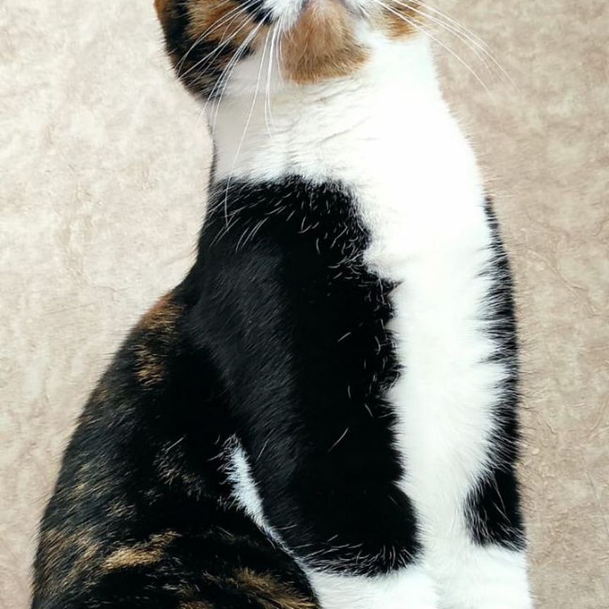 В добрые руки