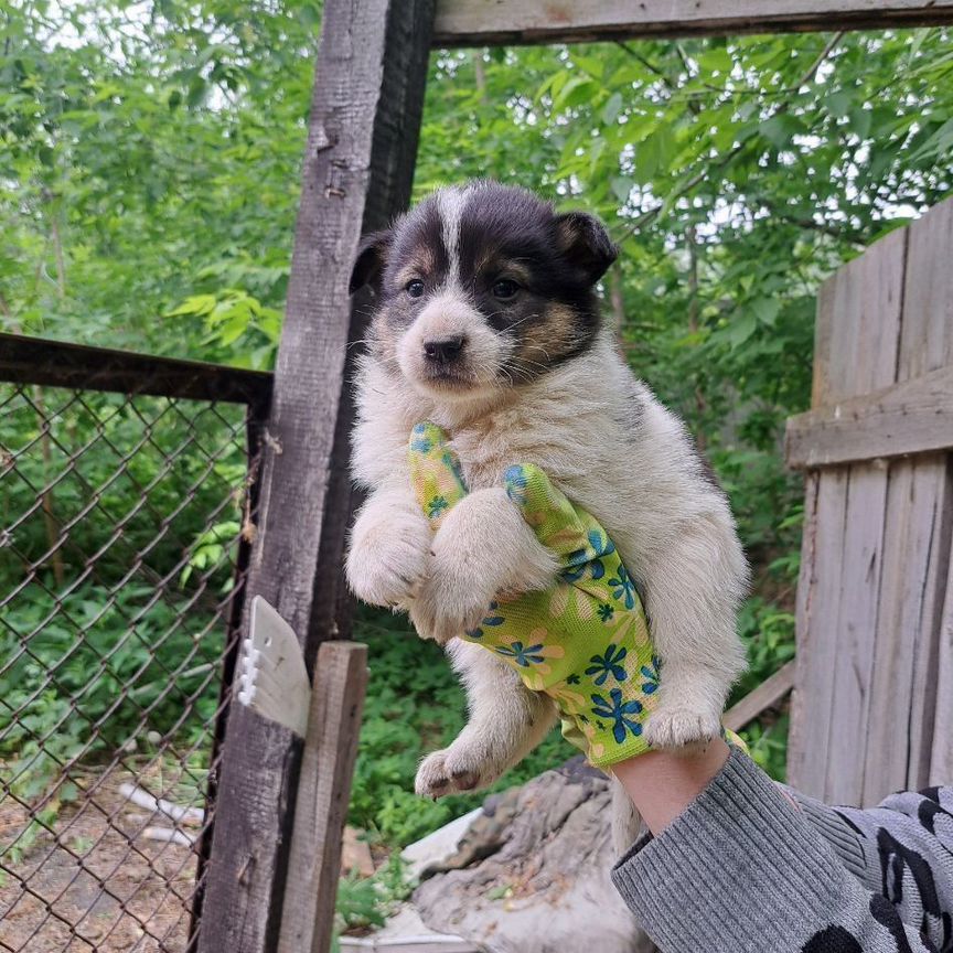 Щенок в добрые руки