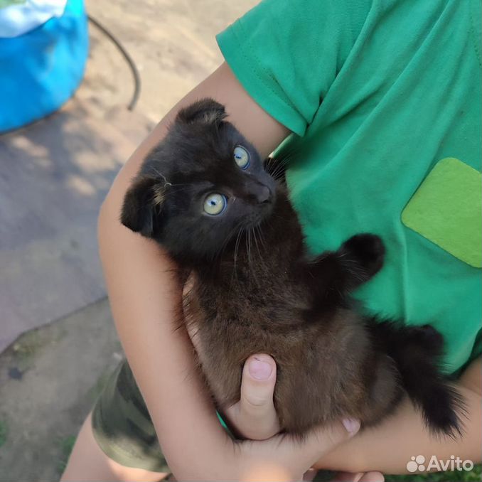 Котик-вислоушка 3 мес