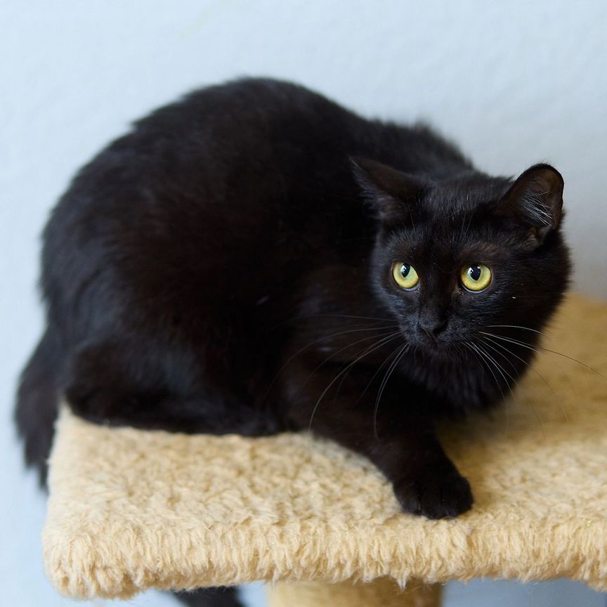 Взрослый кот в добрые руки