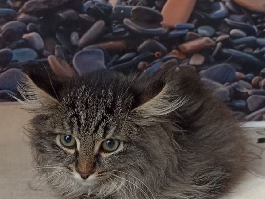 Котенок-девочка обалденной красоты