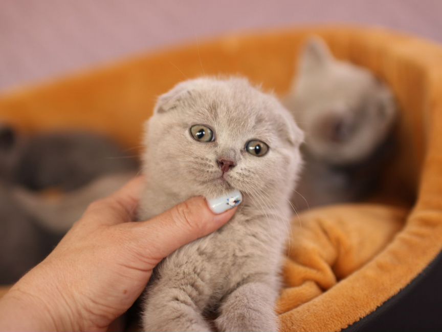 Плюшевая малышка