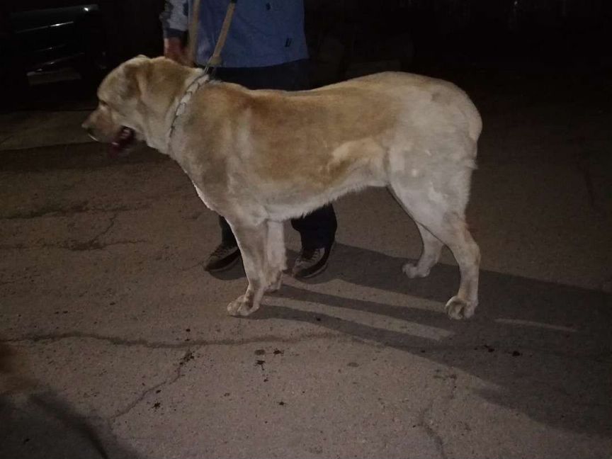 Собаки