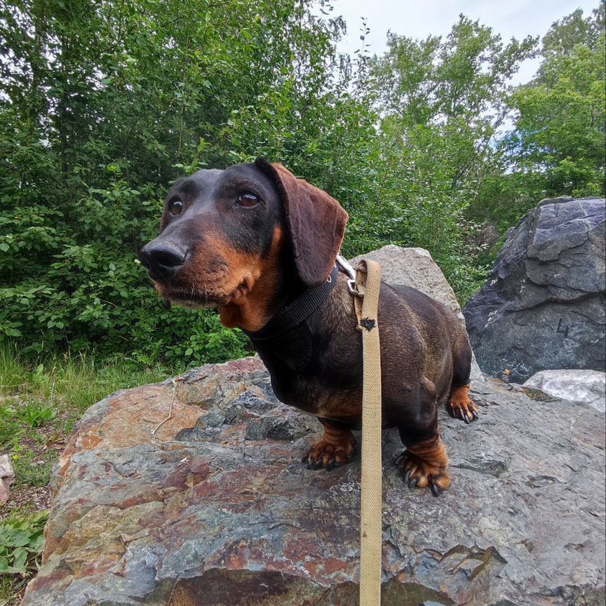 Отдам в добрые руки таксу