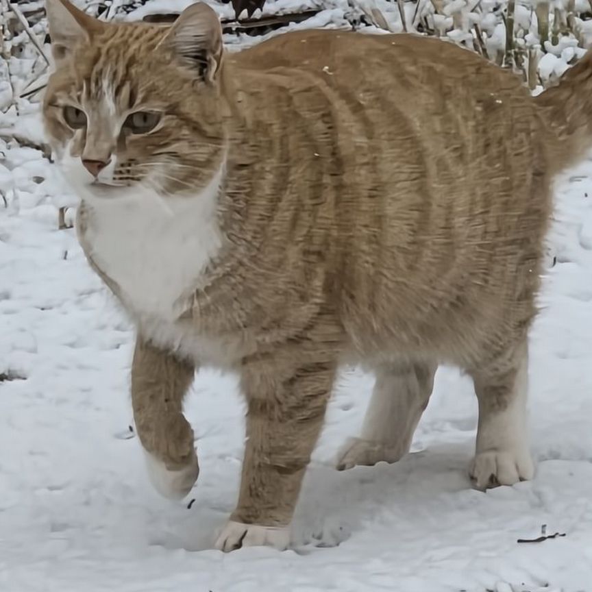 Взрослый кот в добрые руки