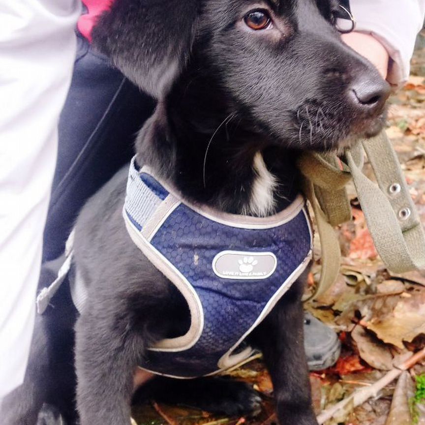 Щенок в добрые руки