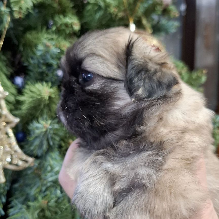 Щеночки породы пекинес