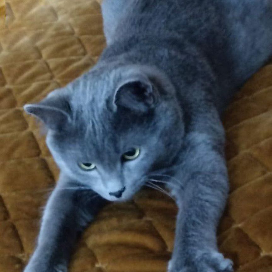 Котята в добрые руки мальчик