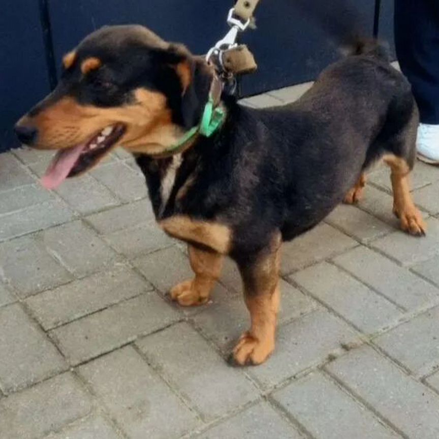 Собачка в добрые руки