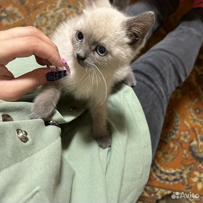 Сиамский котик