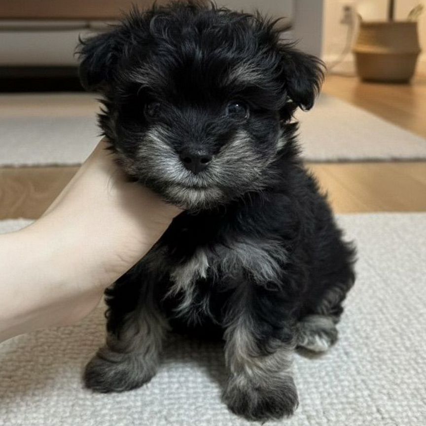 Мальтипу, щенок