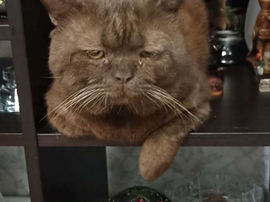 Шотландский кот вязка