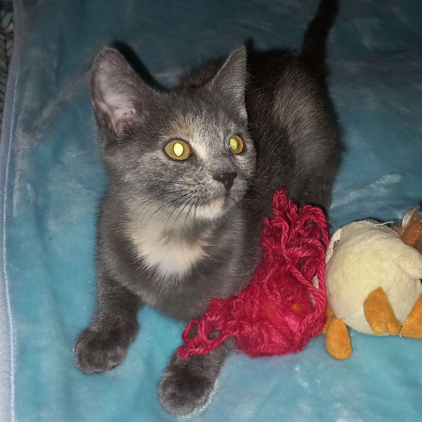 Котёнок в добрые руки