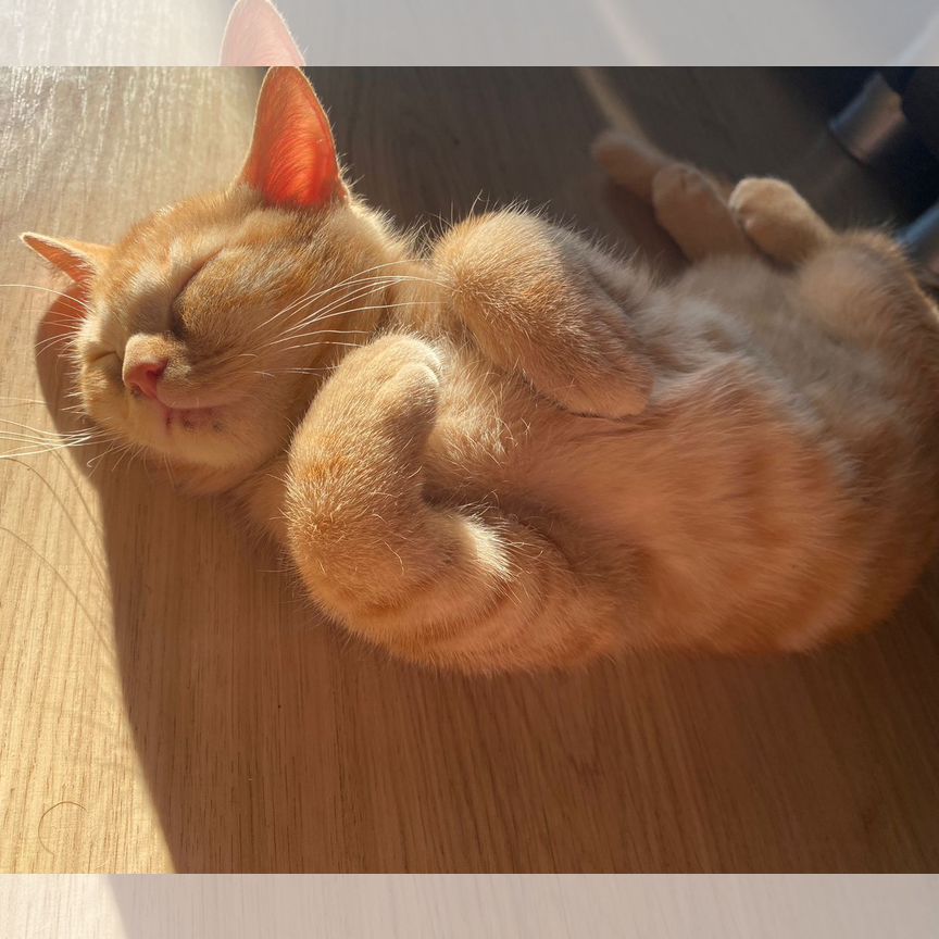 Отдам кота в добрые руки
